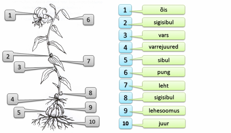 HARJUTUSED - Bioloogia - 8. klass | TaskuTark